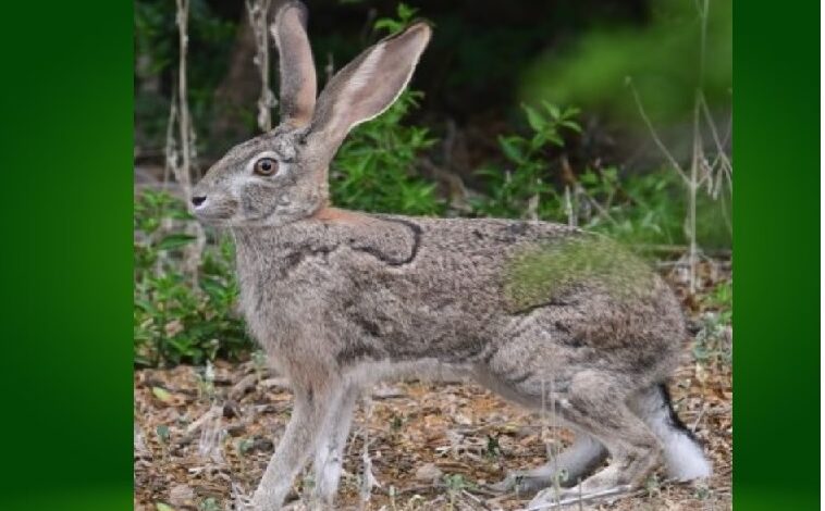 Dodelike siekte bedreig nou ook hase en konyne in die Vaal | Vaalweekblad