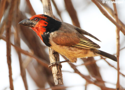 Foto's: In rooi getooi vir Kersfees | Vaalweekblad