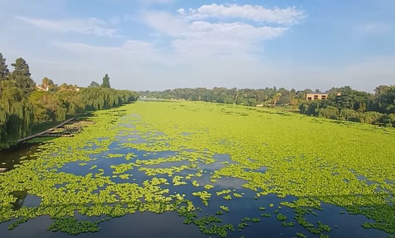 Besorgde Valies help verbete om indringerplante uit Vaalrivier te lig ...