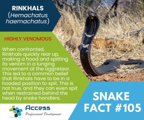 When you come across a snake in the Vaal | Vaalweekblad