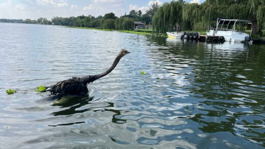 Swemmende volstruis se 'mens-ouers' vertel meer oor hul 'frats-gans ...