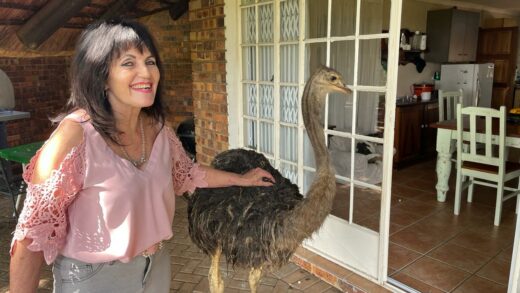 Swemmende volstruis se 'mens-ouers' vertel meer oor hul 'frats-gans ...