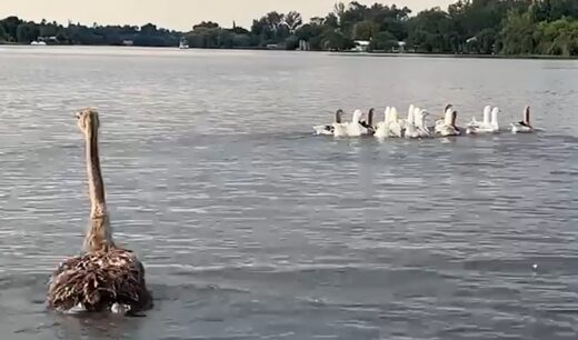 Swemmende volstruis se 'mens-ouers' vertel meer oor hul 'frats-gans ...