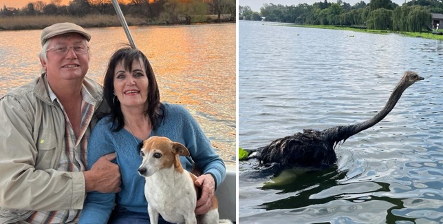 Swemmende volstruis se 'mens-ouers' vertel meer oor hul 'frats-gans ...