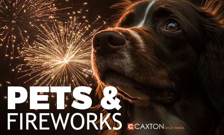 Fireworks and pets: Tips to keep your animals safe | Vaalweekblad