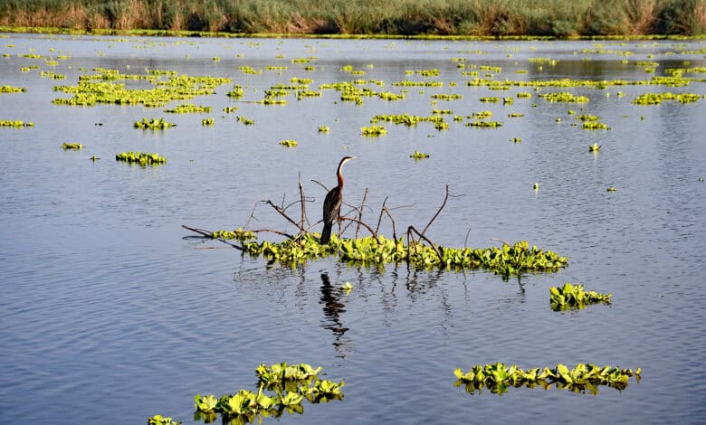 Kom help watervoëls tel op die Vaalrivier | Vaalweekblad
