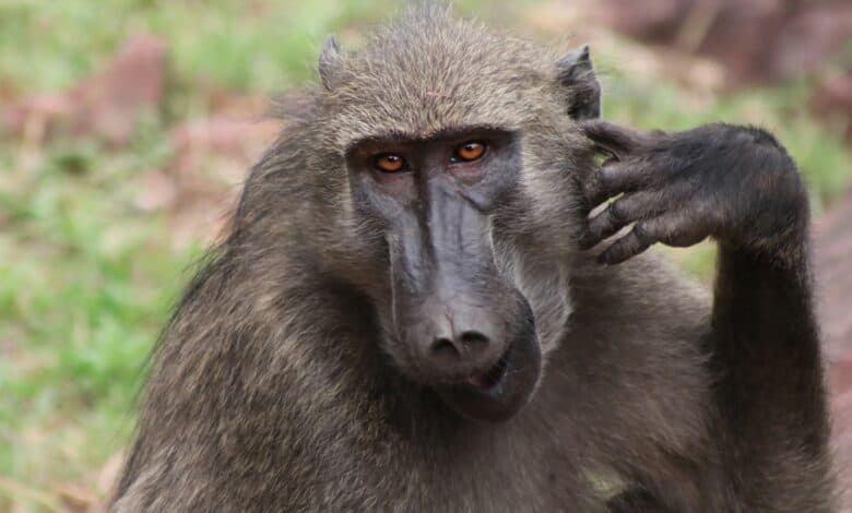 Oulike foto van die week: 'No drinking ...just thinking' | Vaalweekblad