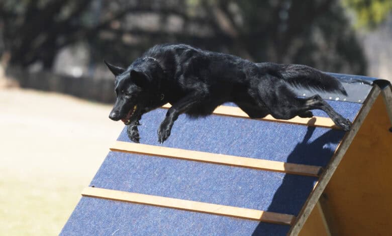 German Shepherd Nationals bring world-class dog sport to Meyerton ...