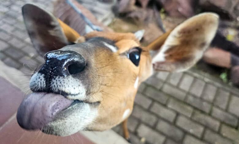 Tong uitsteek is soentjies vra | Vaalweekblad