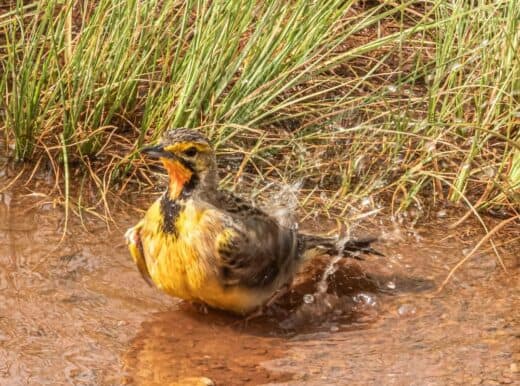 Fotoblad: Dis heerlike lente! | Vaalweekblad