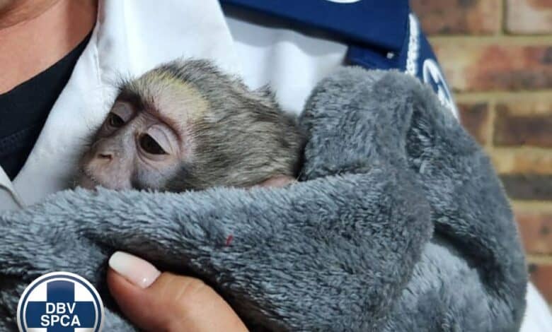 Injured baby monkey found clinging to dead mother | Vaalweekblad