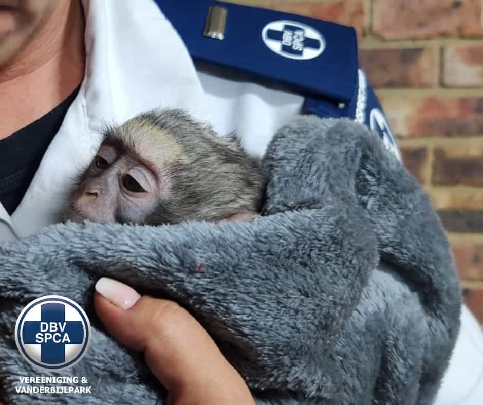 Injured baby monkey found clinging to dead mother | Vaalweekblad