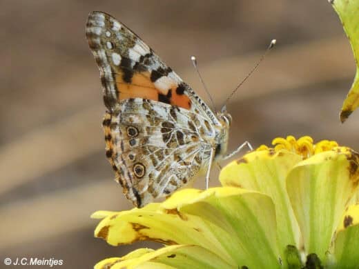 Fotograwe gefokus om goeie foto's te neem | Vaalweekblad