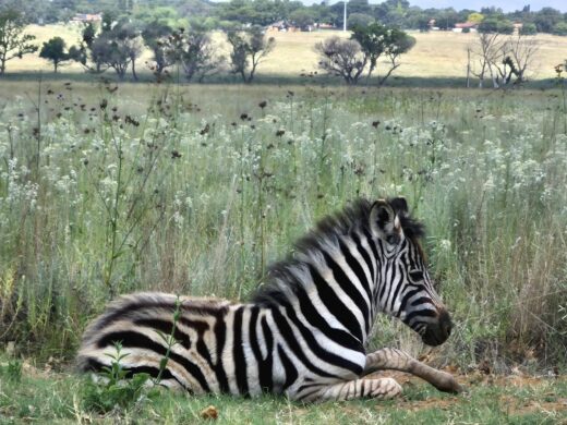 Fotograwe gefokus om goeie foto's te neem | Vaalweekblad