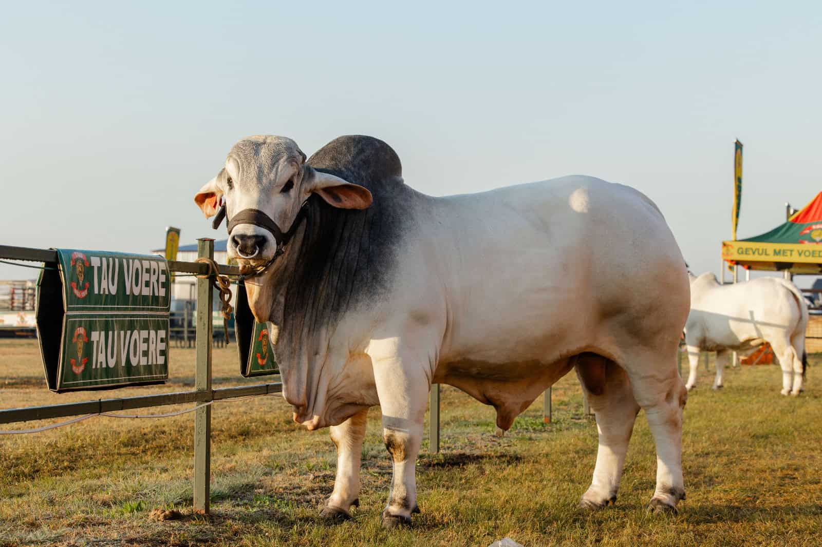 Geen gesplete hoefdiere by NAMPO 2026 | Vaalweekblad