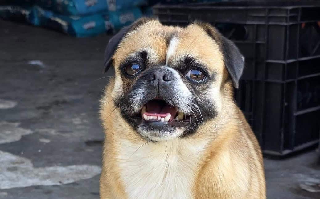 Vaalpets se dapper klein gelukbringer | Vaalweekblad