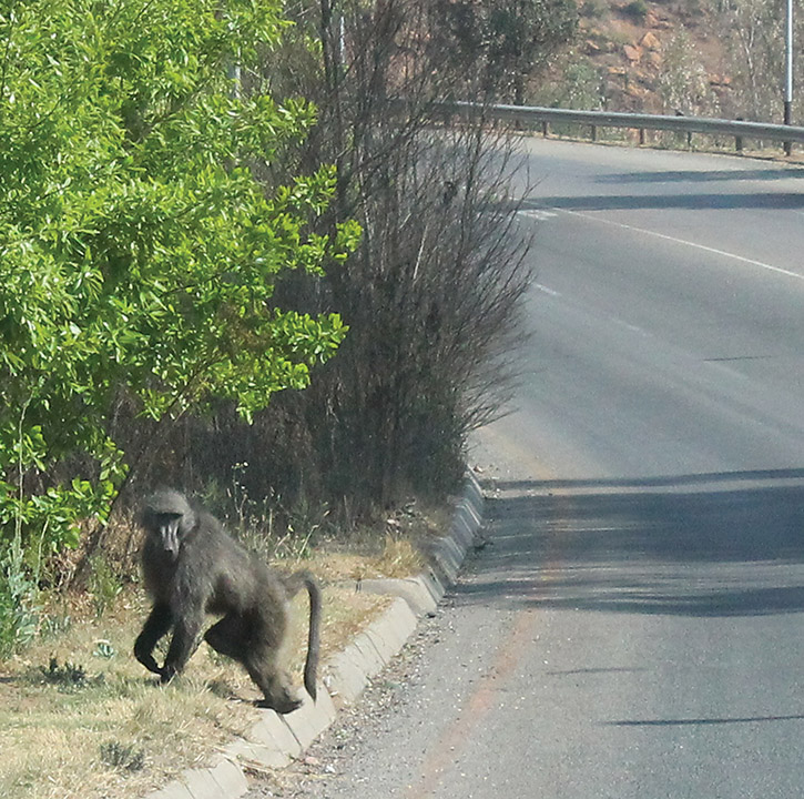Vrou skrik groot toe bobbejaan vir middagete inval | Heidelberg Nigel ...