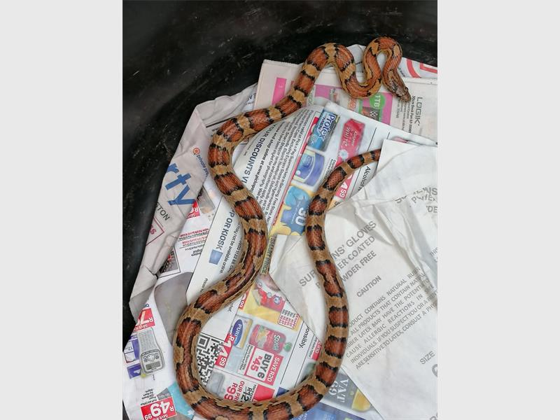 It’s snake season so lookout for the hissing creatures | Heidelberg ...
