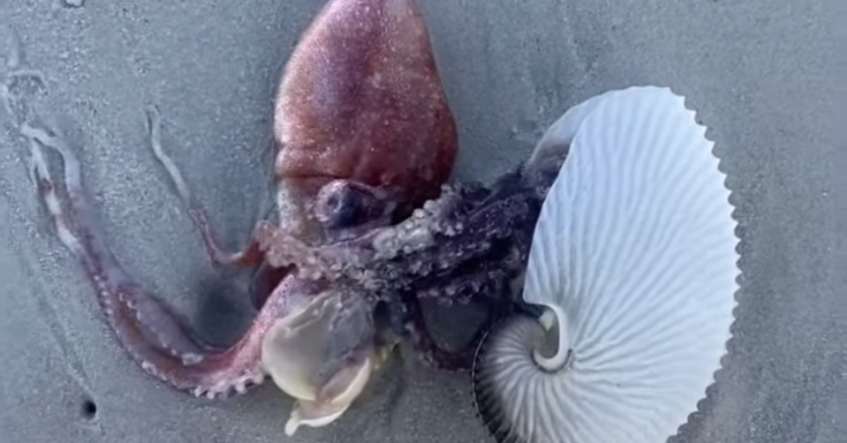 Scientist finds a paper nautilus octopus on Muizenberg Beach