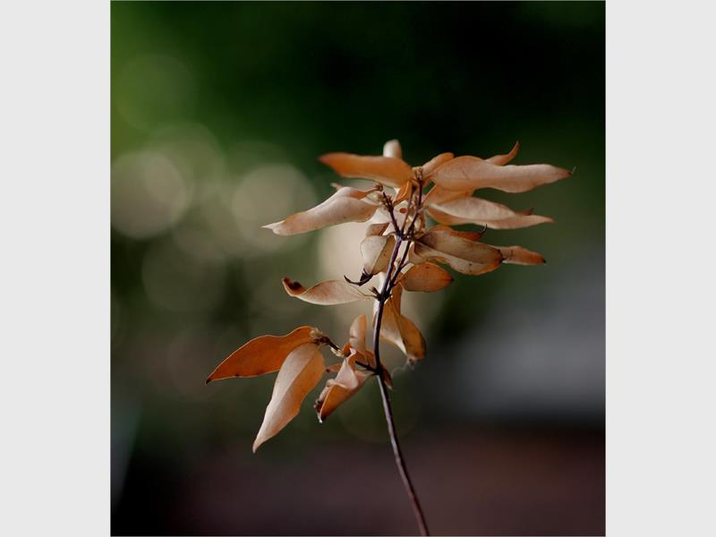 Heigel Fotoklub sluit hul jaar met spog foto's af | Heidelberg Nigel Heraut