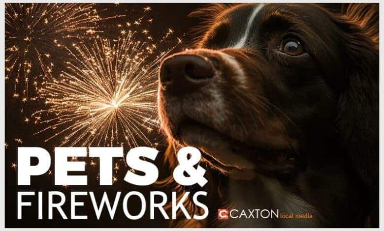 Fireworks and pets: Tips to keep your animals safe this festive season ...