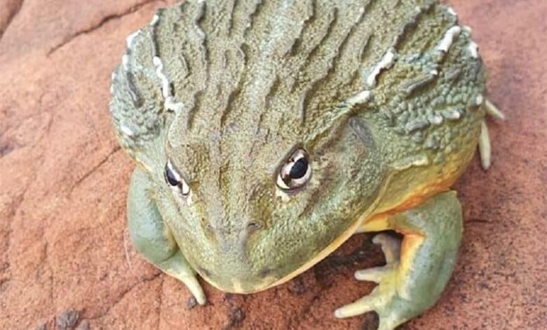 Reuse brulpadda kuier kortstondig by DBV | Heidelberg Nigel Heraut