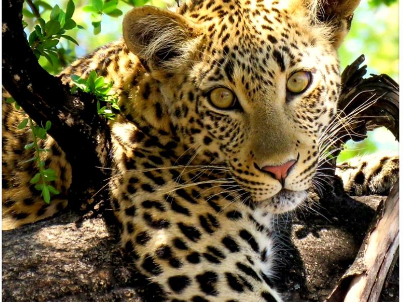 Heigel Fotoklub se lede spog met pragfoto's | Heidelberg Nigel Heraut