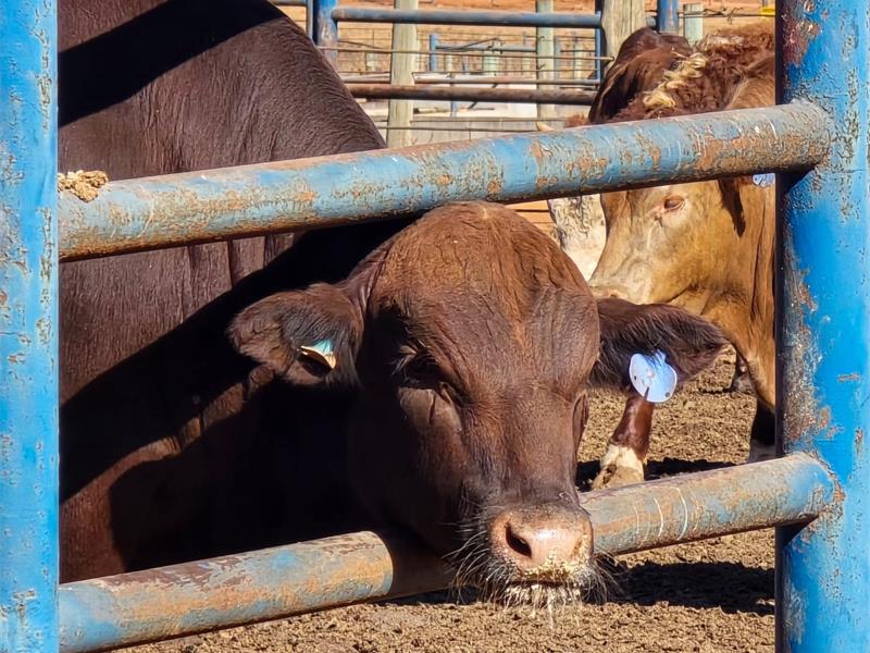 WATCH: Government applauds Karan Beef compliance during oversight visit ...