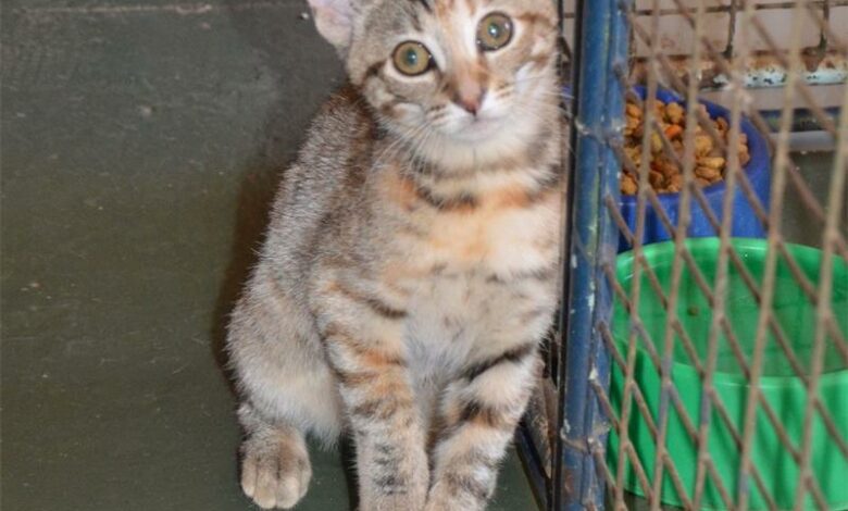 Nigel SPCA urges community to adopt dogs and cats in need | Heidelberg ...