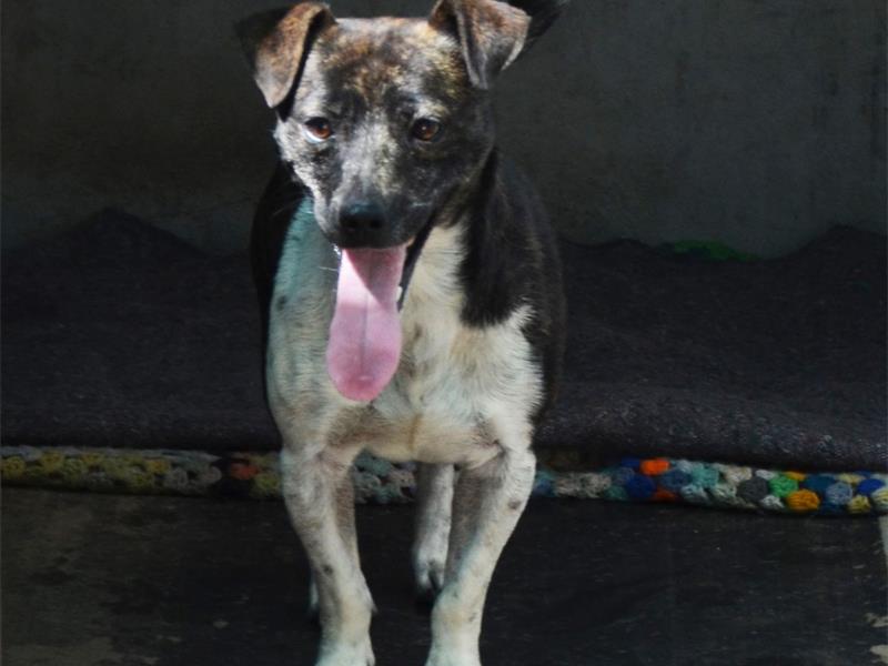 Nigel SPCA urges community to adopt dogs and cats in need | Heidelberg ...