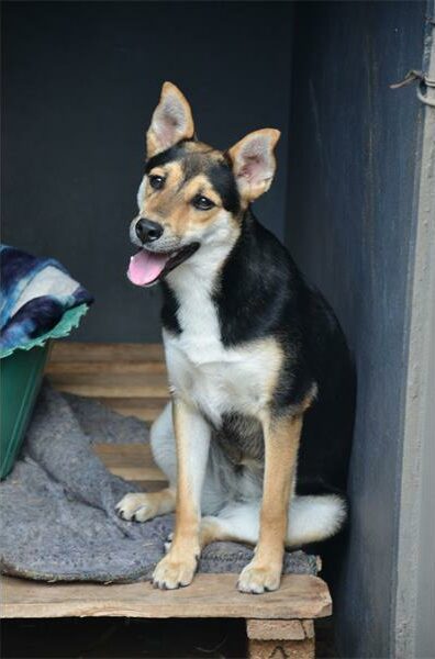 Nigel SPCA urges community to adopt dogs and cats in need | Heidelberg ...