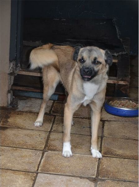 Nigel SPCA urges community to adopt dogs and cats in need | Heidelberg ...