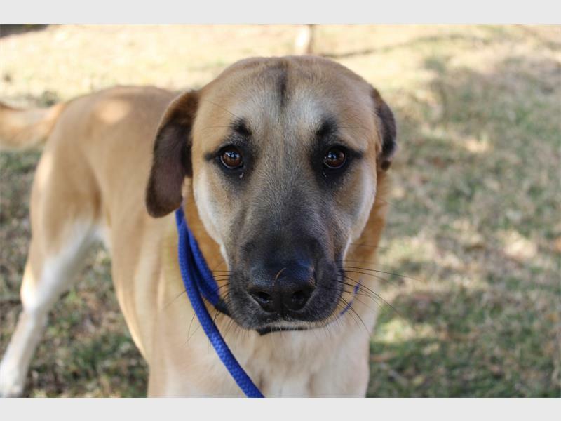 JSPCA urges pet owners to keep pets cool | Kathorus Mail