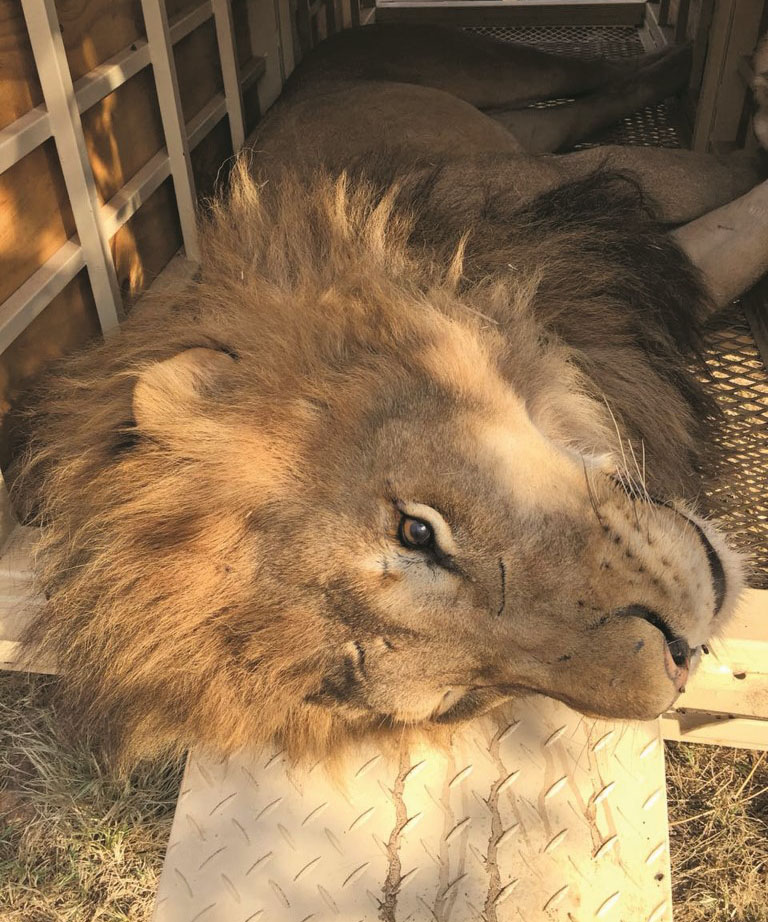 Pragkatte wreed op Vaalwater-plaas vergiftig | Die Pos
