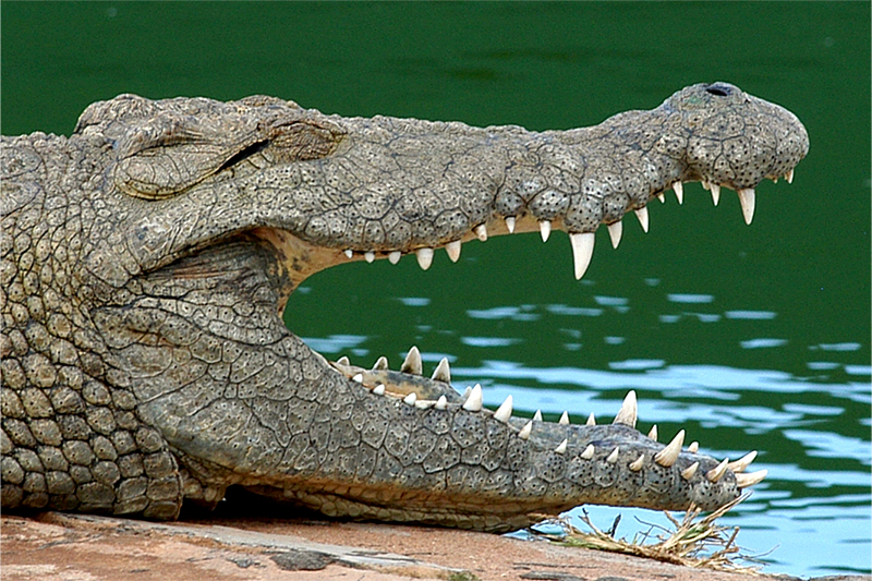 Thaba Kwena Crocodile Farm | Die Pos