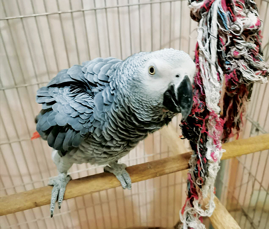 Visse en voëls: Papegaaie is pure plesier, maar verg baie aandag | Die Pos