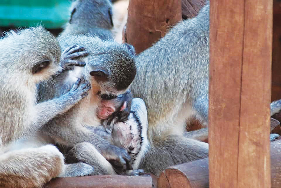 Monkey farm at risk of being closed due to pandemic | Die Pos
