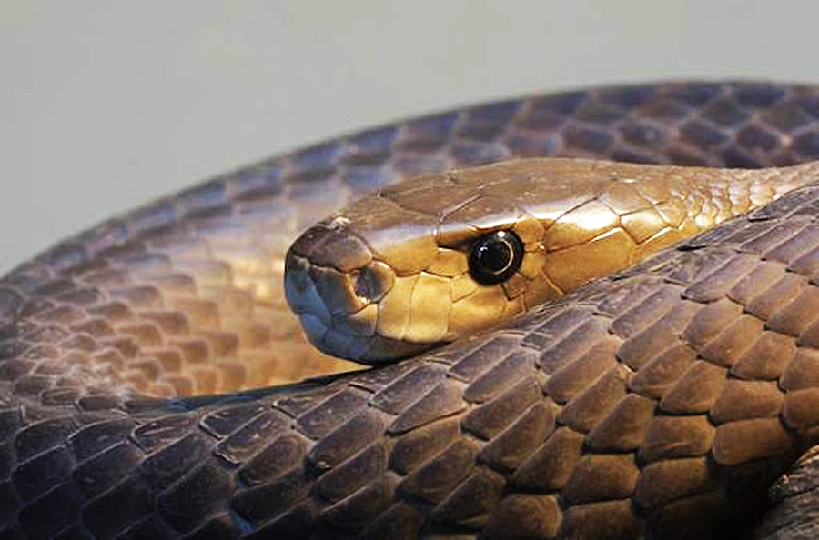 Brief: My eerste en laaste mamba | Die Pos