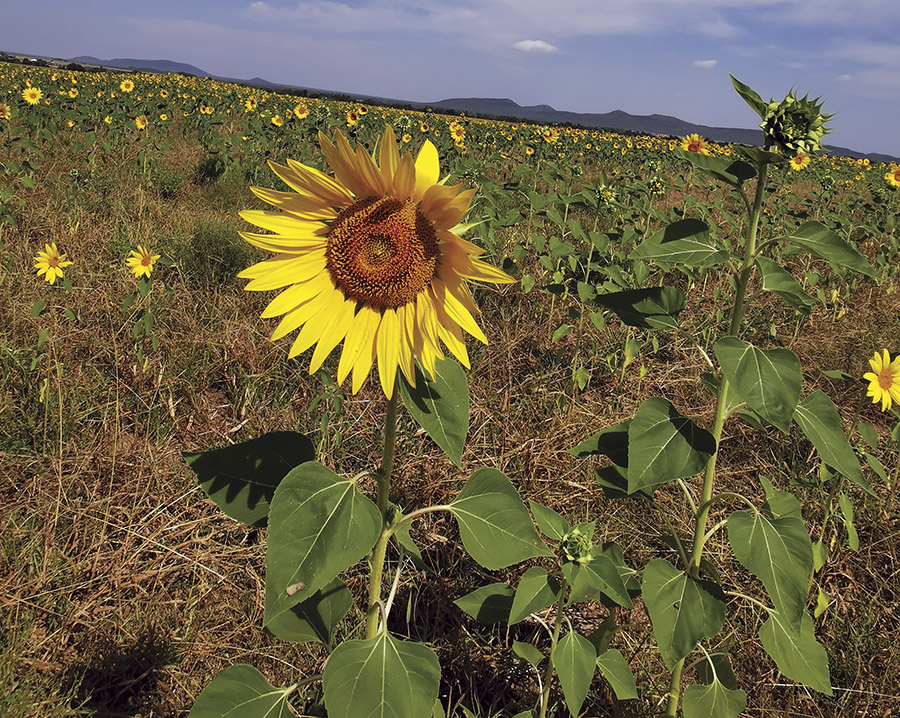 Hoofartikel: Sien jy alles om jou raak? | Die Pos