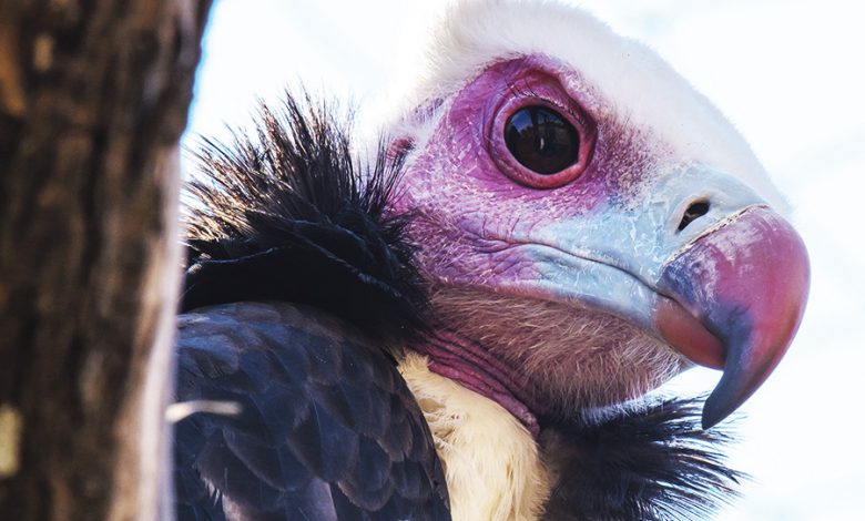 Help om aasvoëls te red | Die Pos