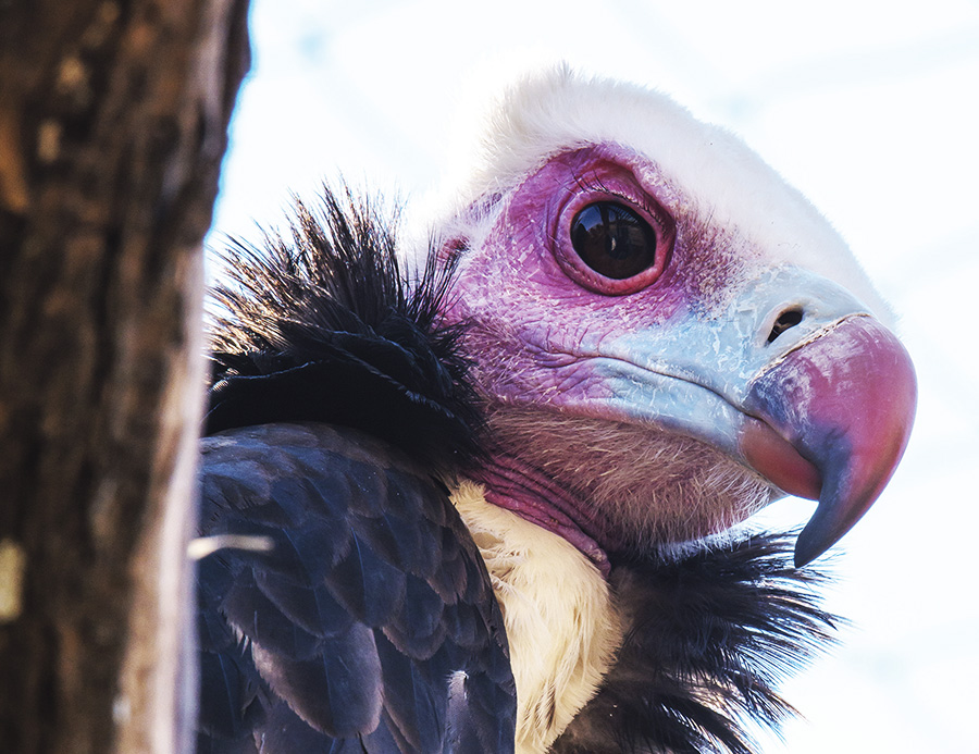 Help om aasvoëls te red | Die Pos