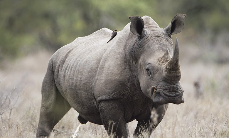 Vermeende renosterstropers aangekeer | Die Pos