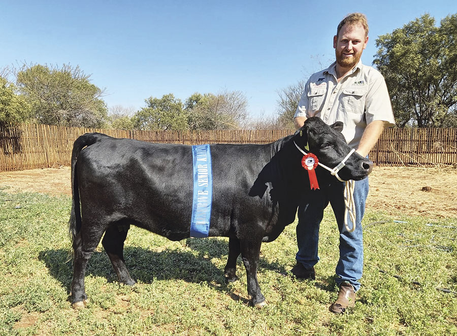 Dexterbeeste is ’n aanwins vir boere | Die Pos