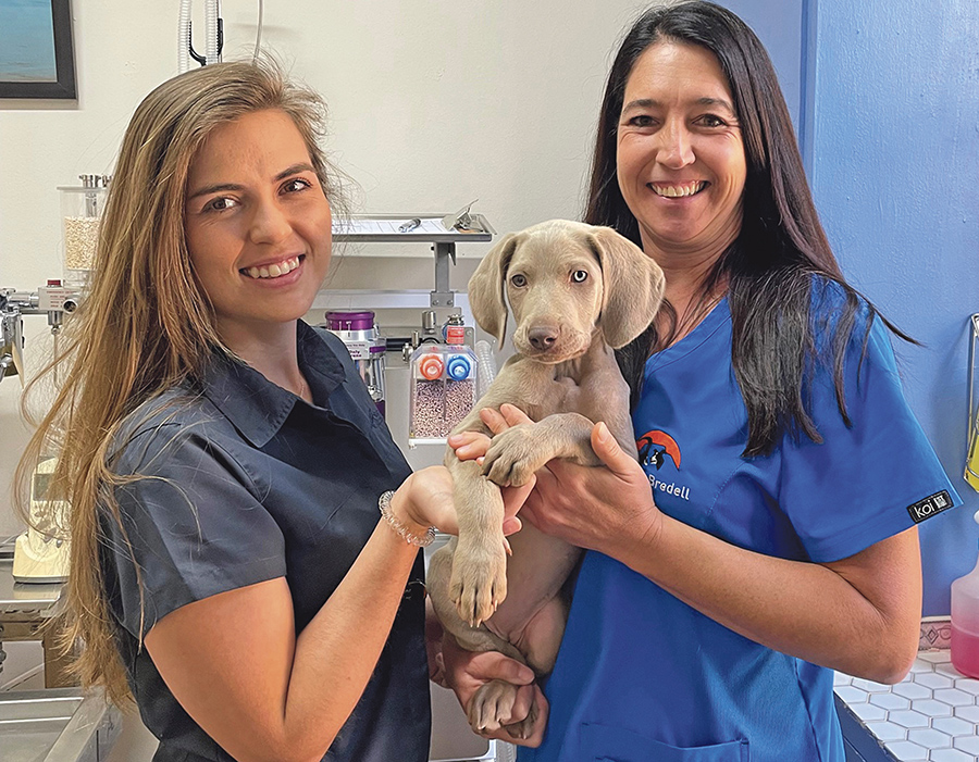 Delikate operasie red hondjie | Die Pos