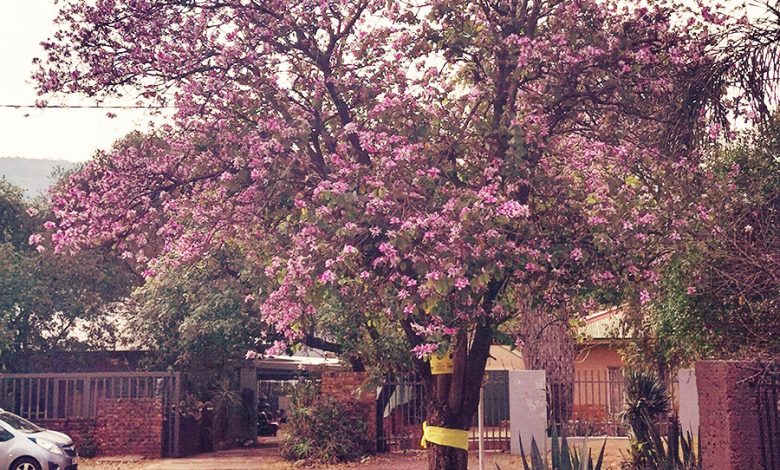 Dis heerlike lente! | Die Pos