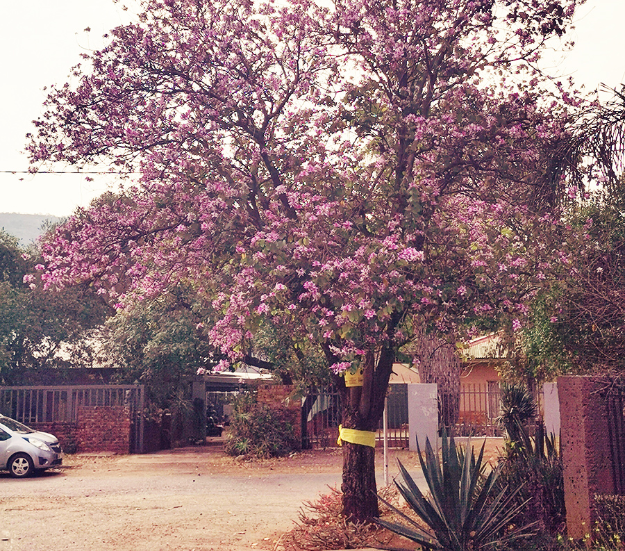 Dis heerlike lente! | Die Pos