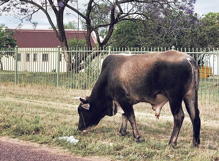 Rondlopervee steeds ’n kopseer | Die Pos