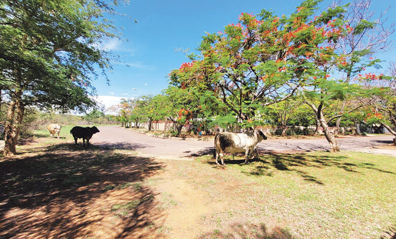 Wie moet ingryp by rondlopervee? | Die Pos