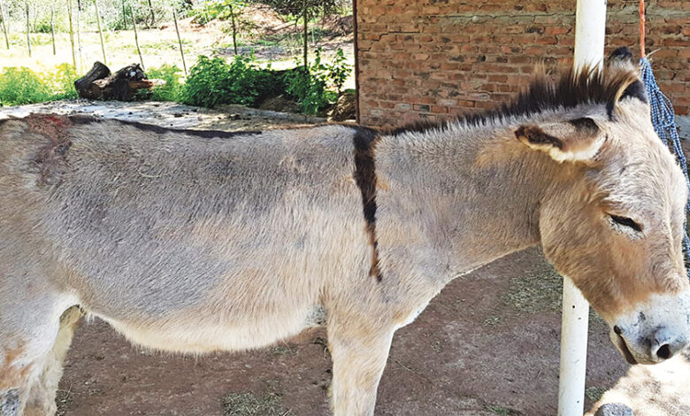 Dieremishandelaars vasgevat | Die Pos