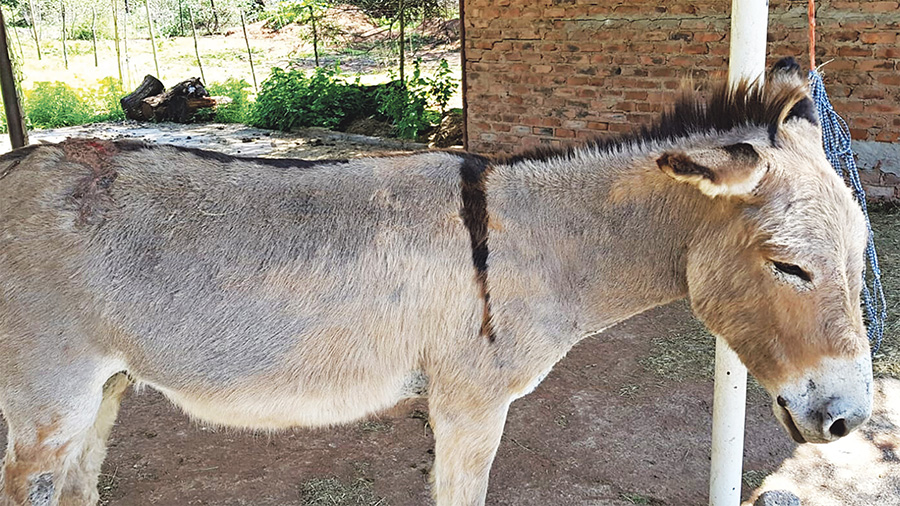 Dieremishandelaars vasgevat | Die Pos